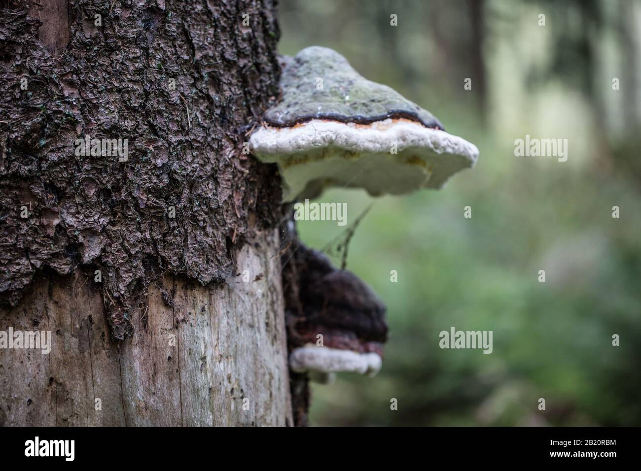 Root fungus hi-res stock photography and images - Alamy