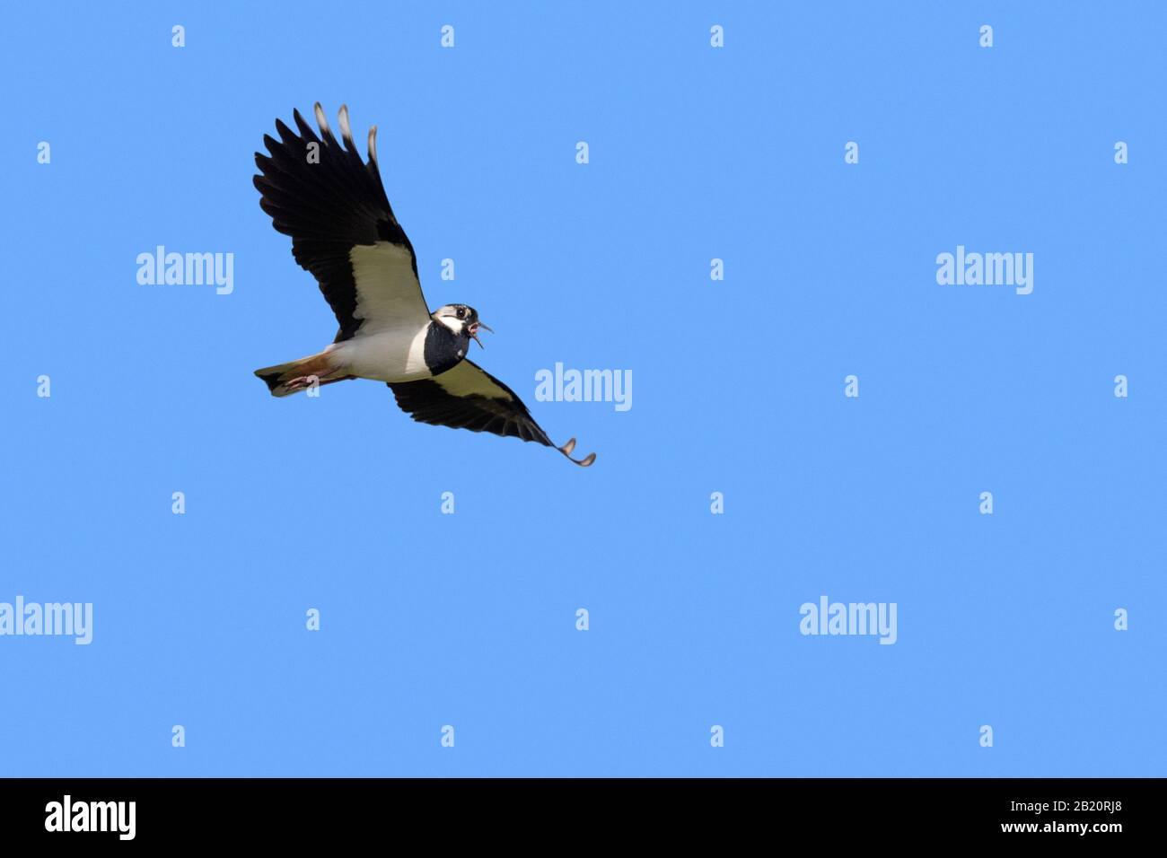 Flying lapwings hi-res stock photography and images - Alamy