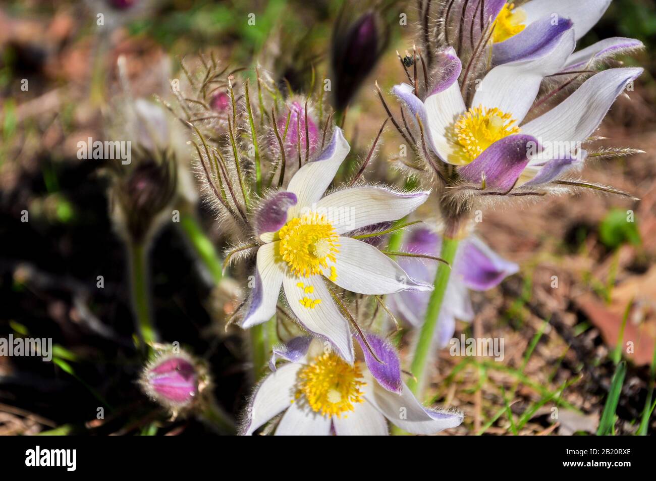 Purple snowdrops growing in spring hi-res stock photography and images ...