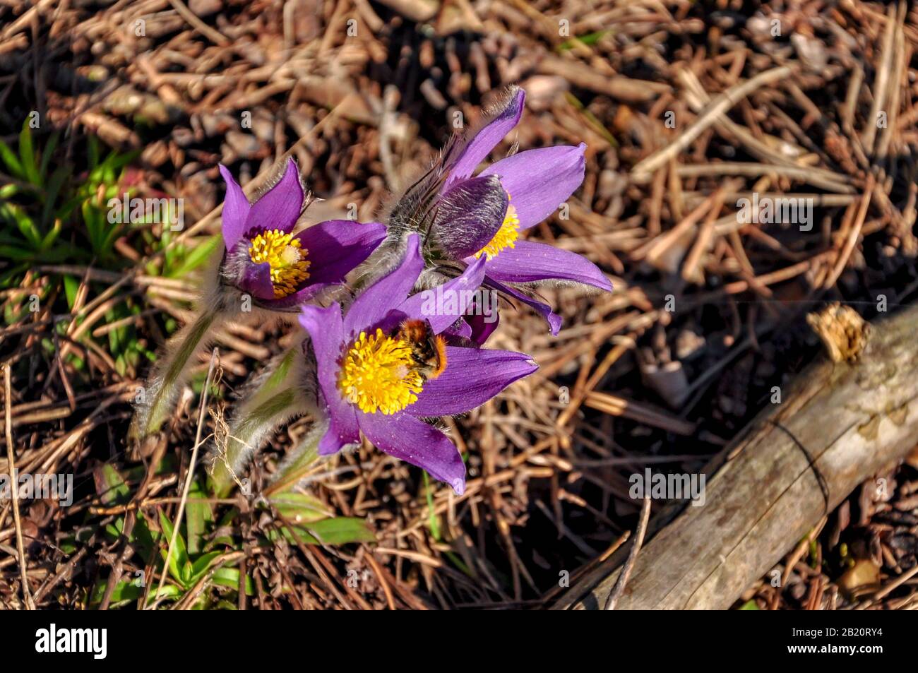 Purple snowdrops growing in spring hi-res stock photography and images ...