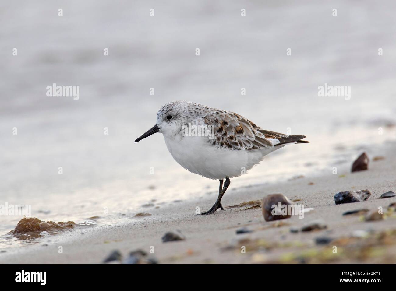 Sanderling (Calidris alba / Charadrius calidris) in non-breeding ...