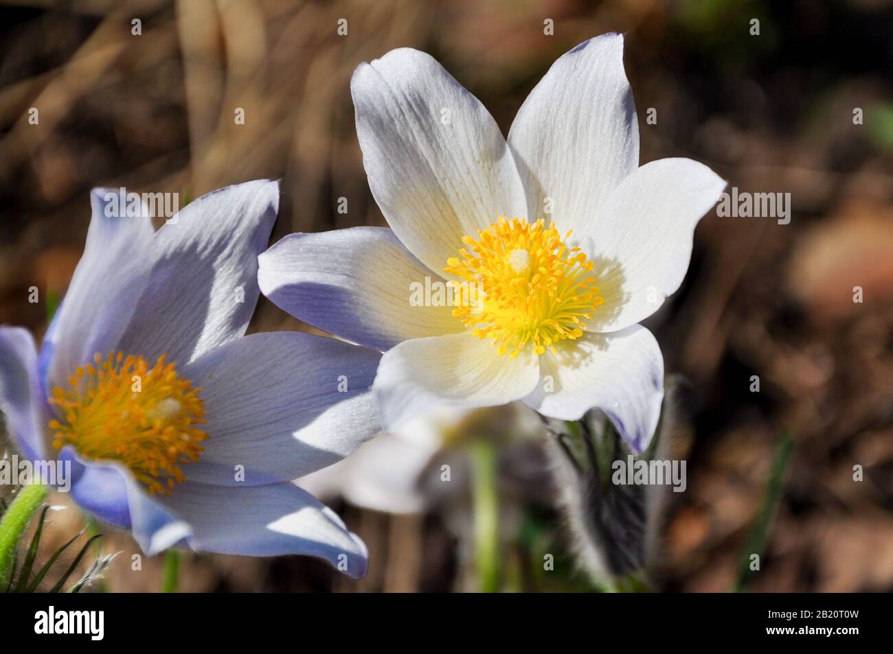 Purple snowdrops growing in spring hi-res stock photography and images ...