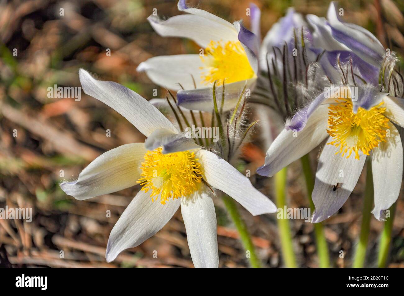 Purple snowdrops growing in spring hi-res stock photography and images ...