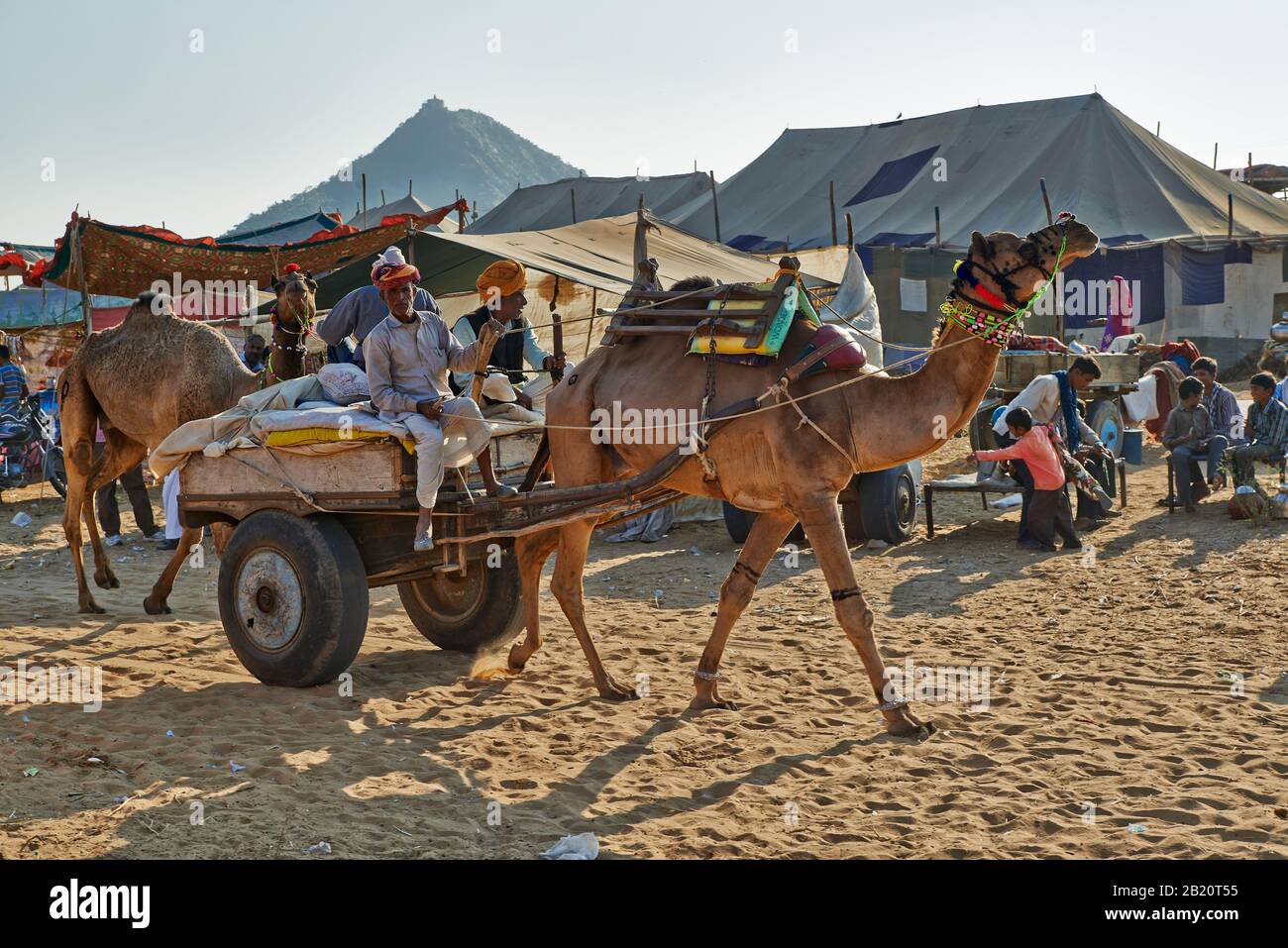 Camel Pulling High Resolution Stock Photography and Images - Alamy