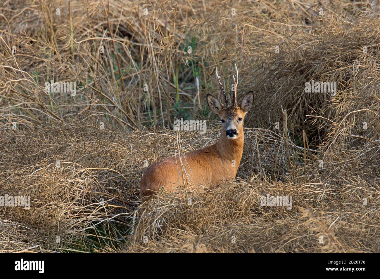 Roe deer damage hi-res stock photography and images - Alamy
