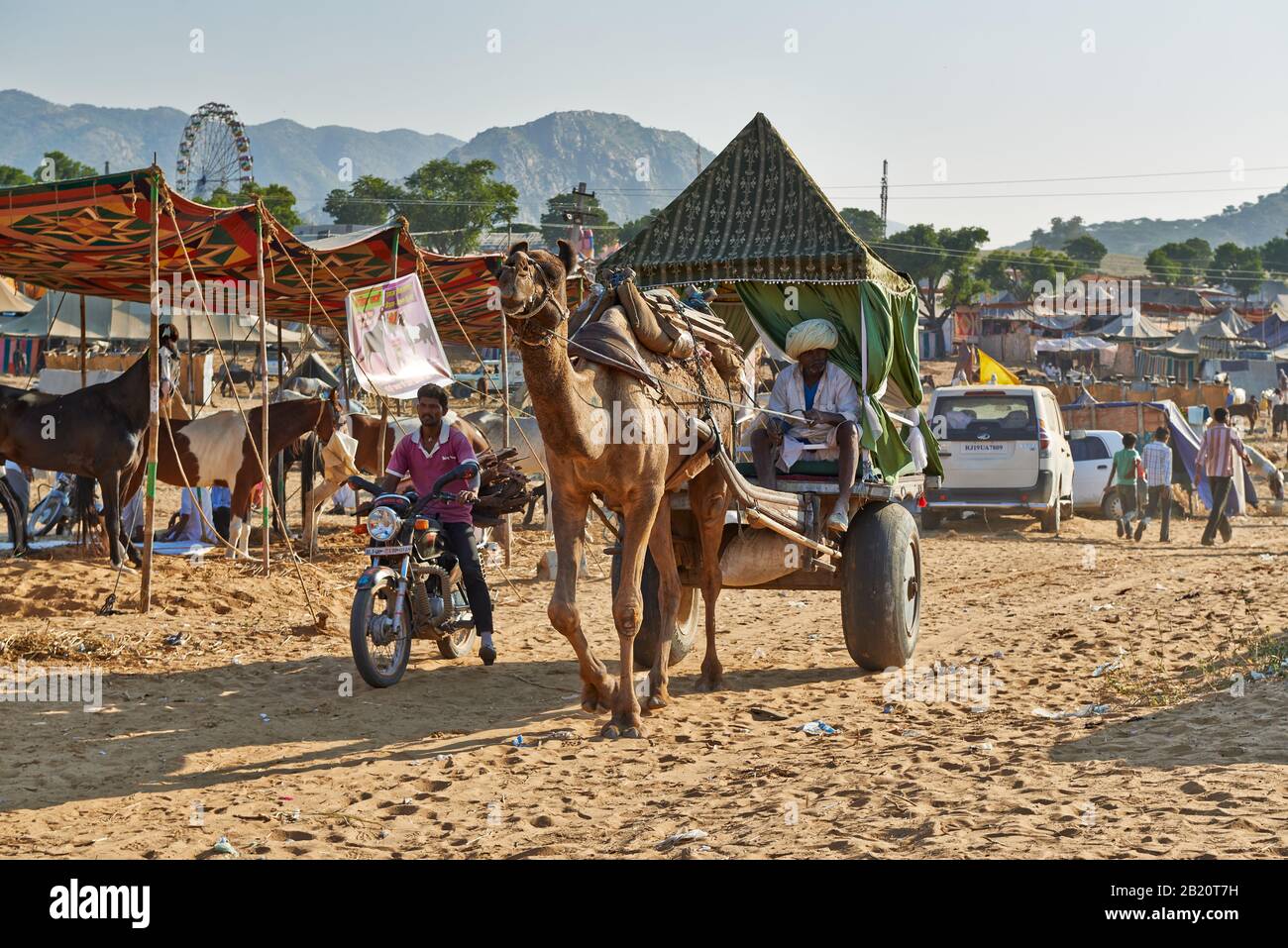 Camel pulling carriage on camel and livestock fair, Puskar Mela ...