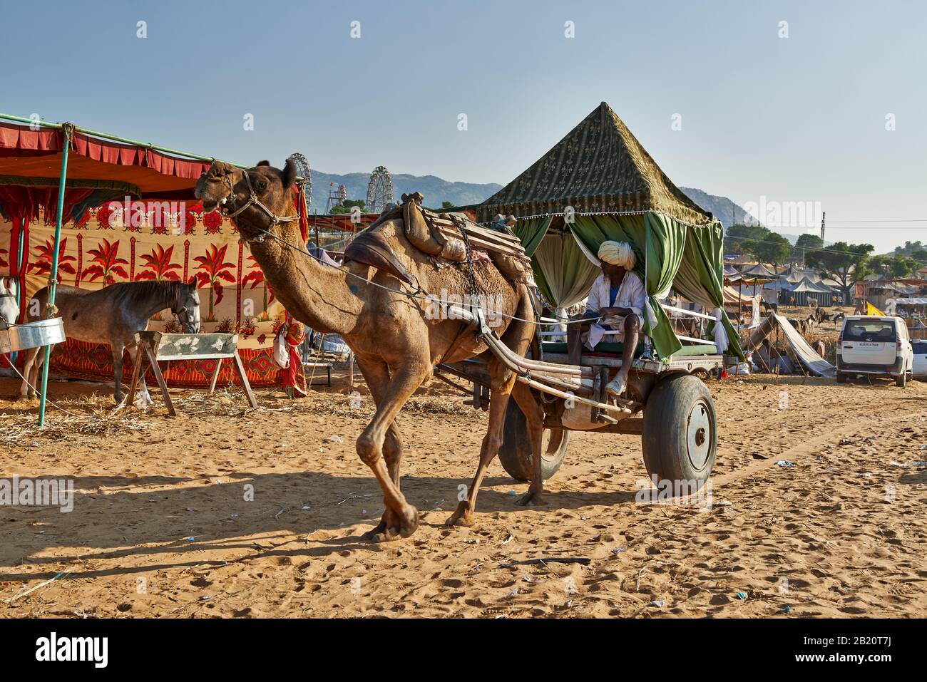 Camel pulling hi-res stock photography and images - Alamy