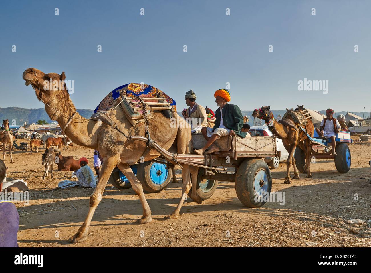 Camel Pulling High Resolution Stock Photography and Images - Alamy