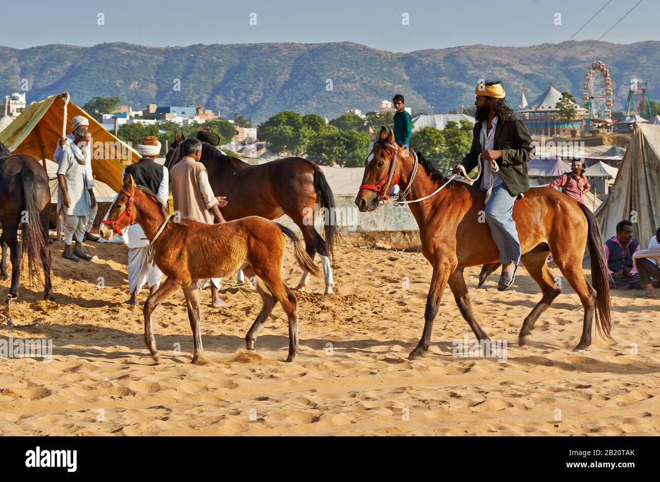 Rajasthan horse horses hi-res stock photography and images - Alamy