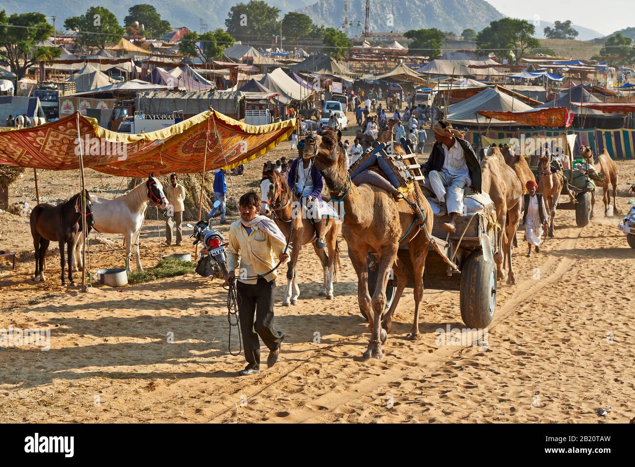 Camel pulling hi-res stock photography and images - Alamy