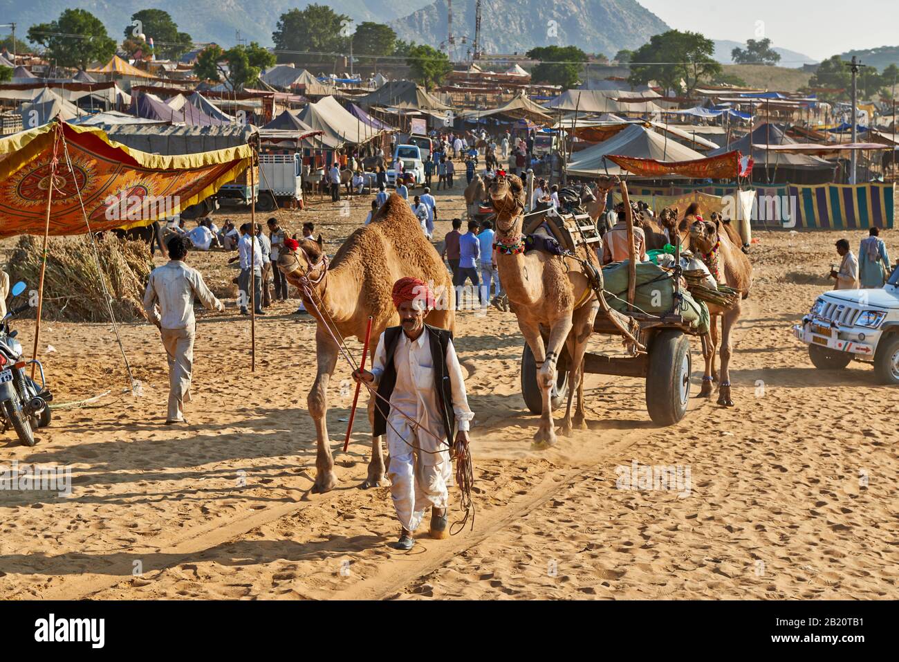 Camel pulling carriage on camel and livestock fair, Puskar Mela ...