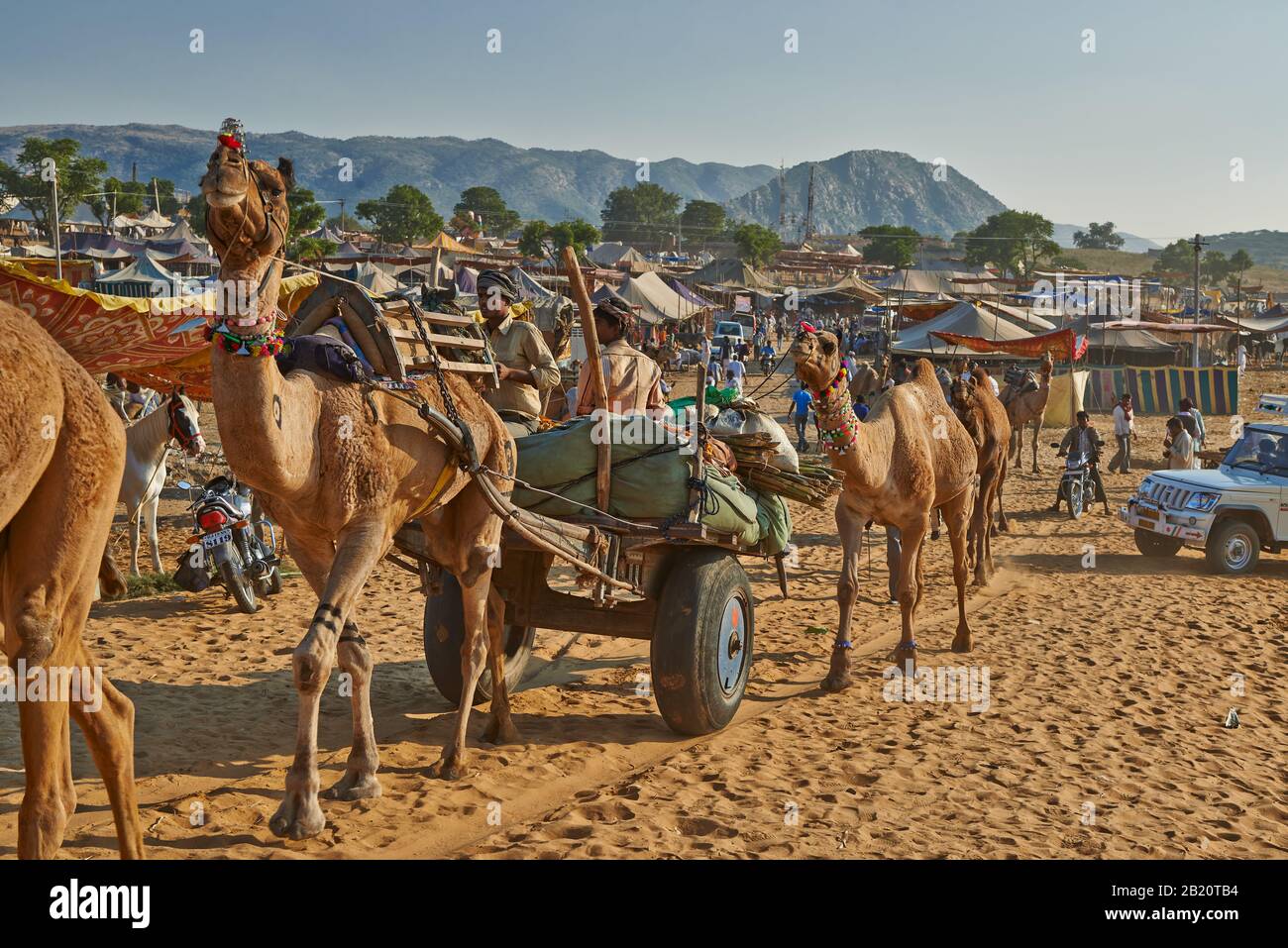 Camel pulling carriage on camel and livestock fair, Puskar Mela ...
