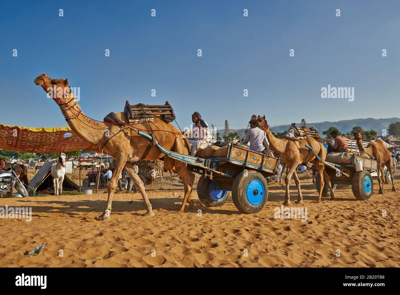Camel Pulling High Resolution Stock Photography and Images - Alamy