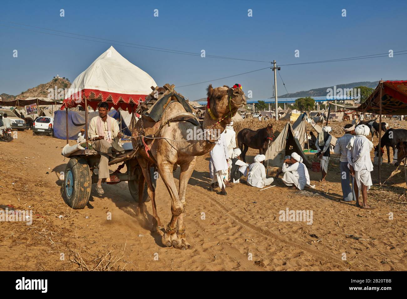 Camel pulling carriage on camel and livestock fair, Puskar Mela ...