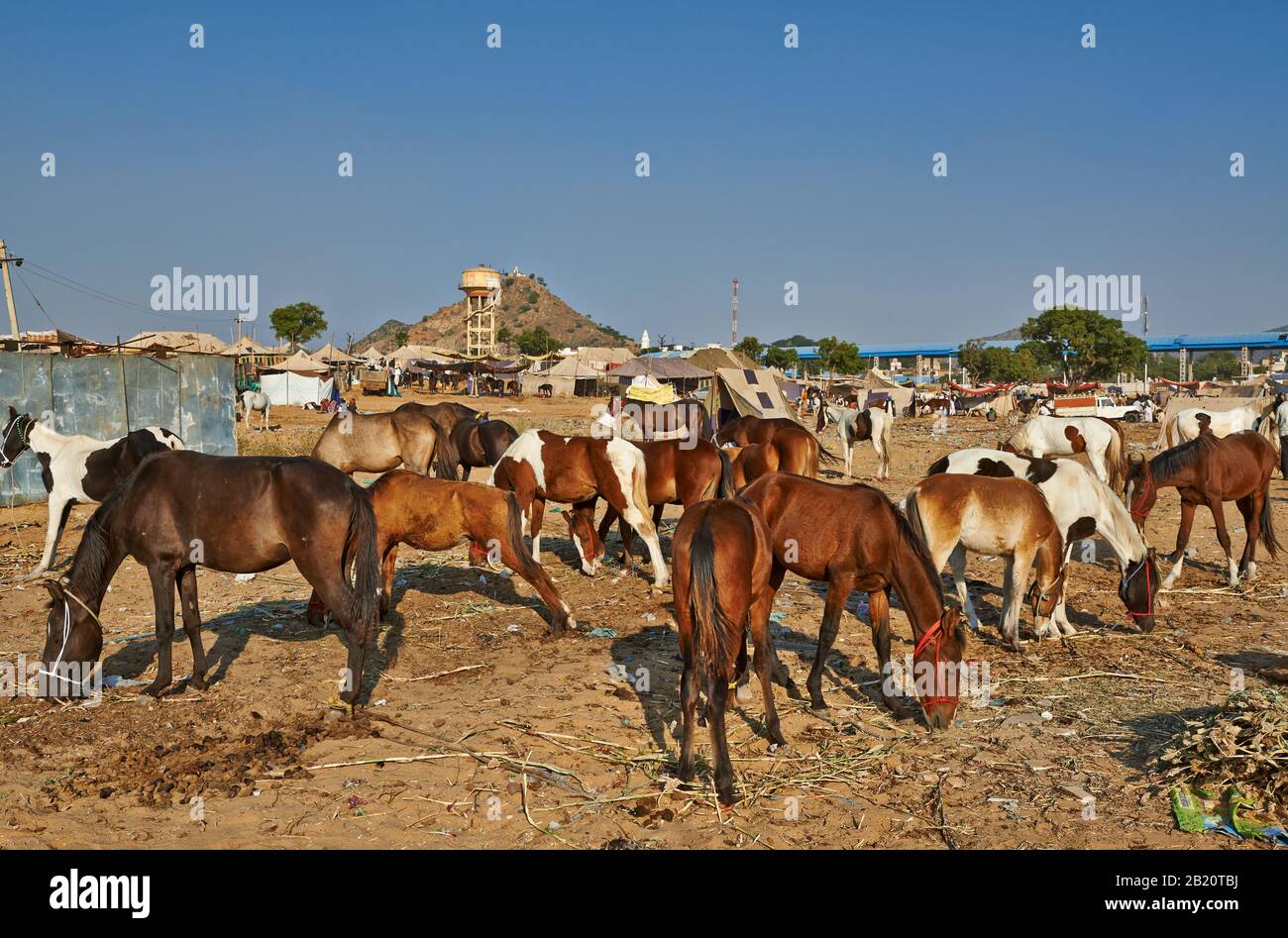 horses on camel and livestock fair, Puskar Mela, Pushkar, Rajasthan ...