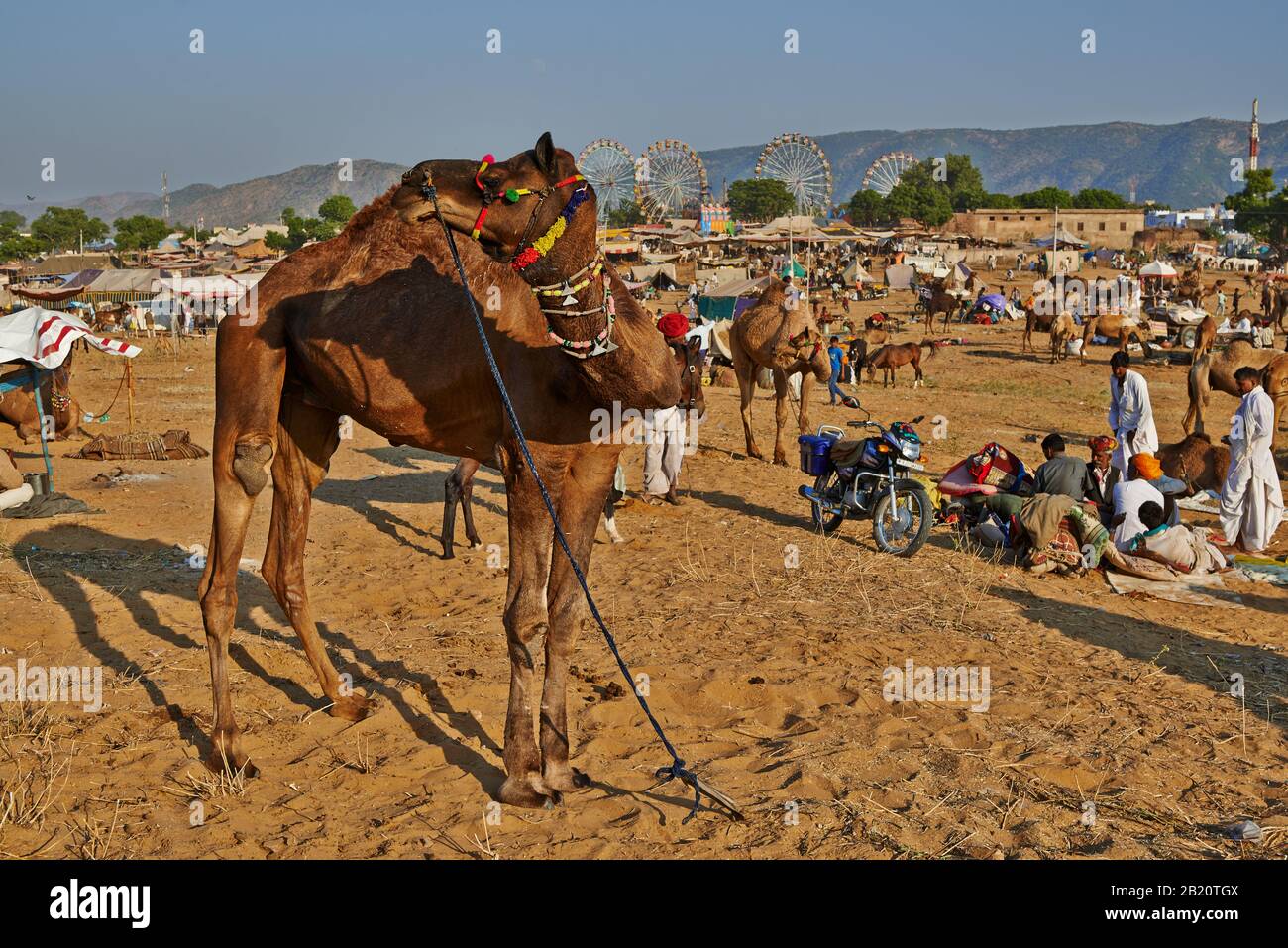 camel and livestock fair, Puskar Mela, Pushkar, Rajasthan, India| Stock ...