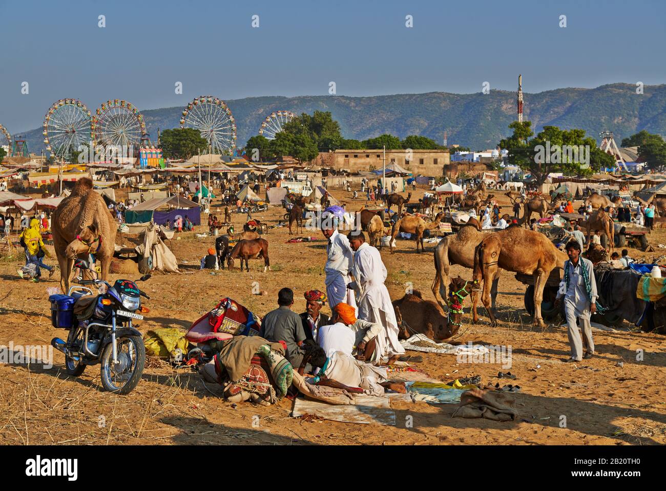 people on camel and livestock fair, Puskar Mela, Pushkar, Rajasthan ...