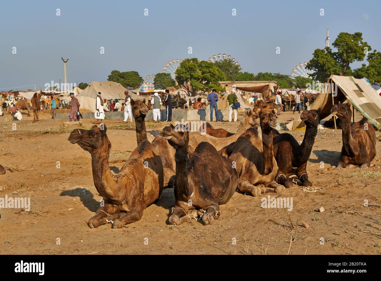 camel and livestock fair, Puskar Mela, Pushkar, Rajasthan, India| Stock ...