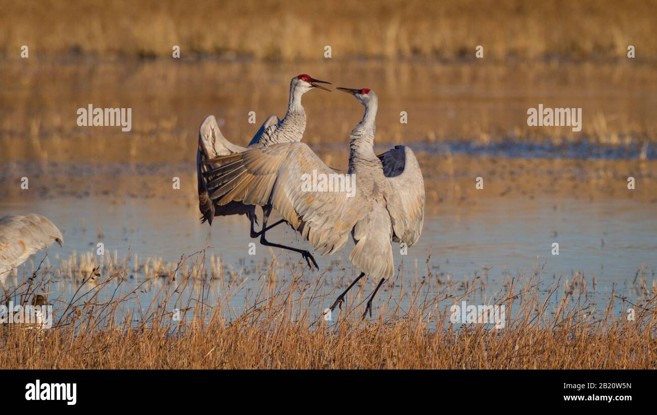 Cranes Mating Dance High Resolution Stock Photography and Images - Alamy