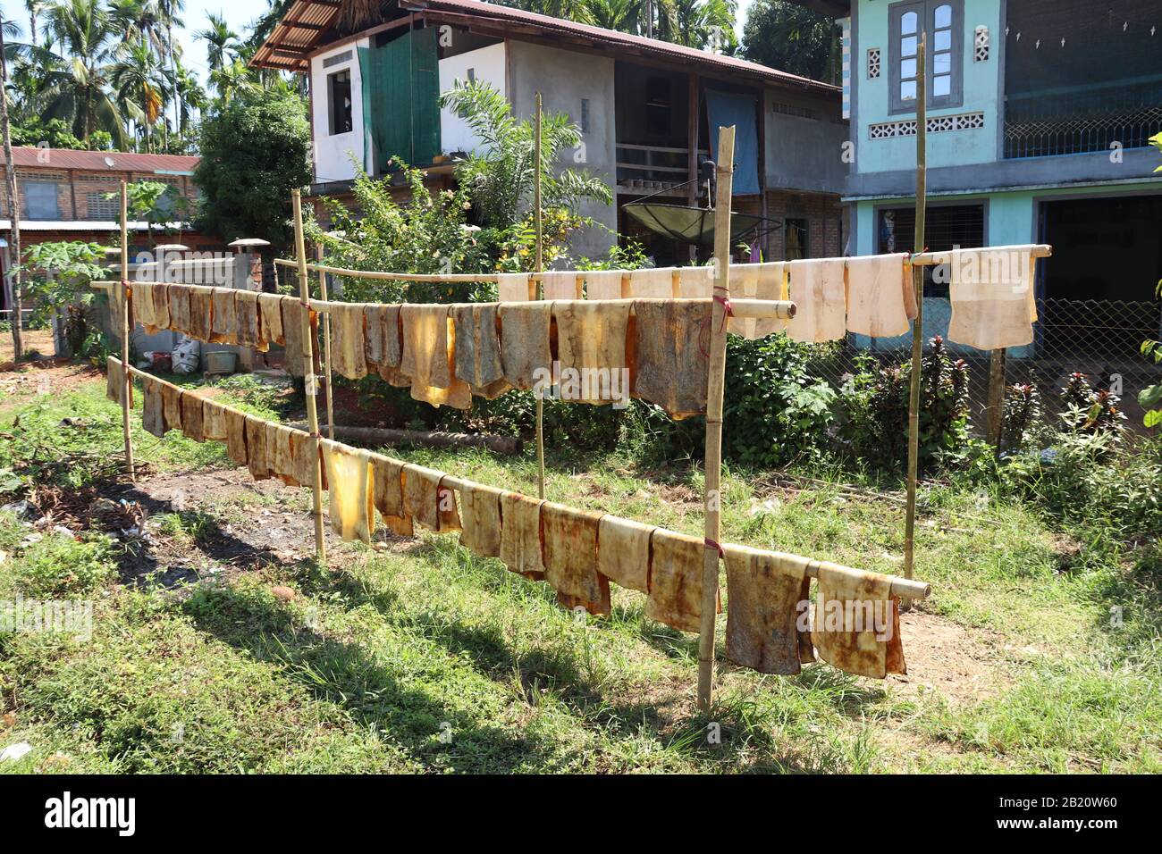 Latex drying in Myanmar Stock Photo - Alamy