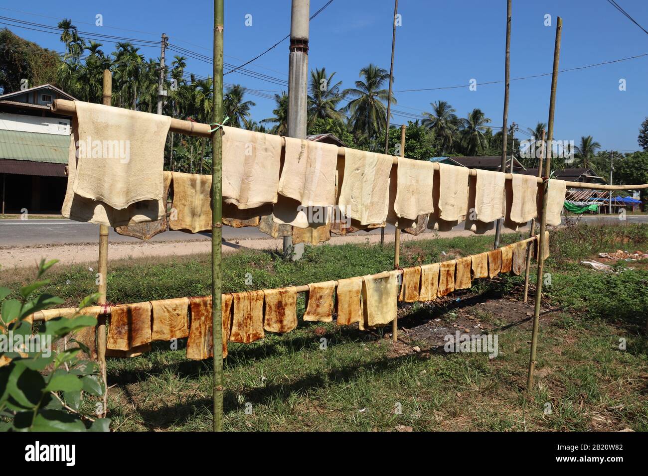 Latex rubber drying hi-res stock photography and images - Alamy