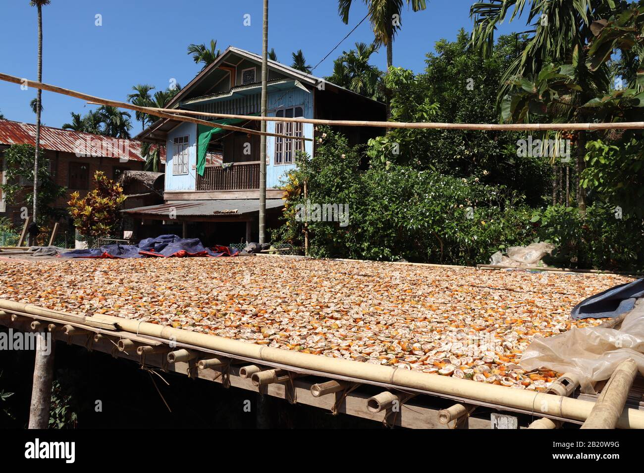 Betel nuts drying Stock Photo - Alamy