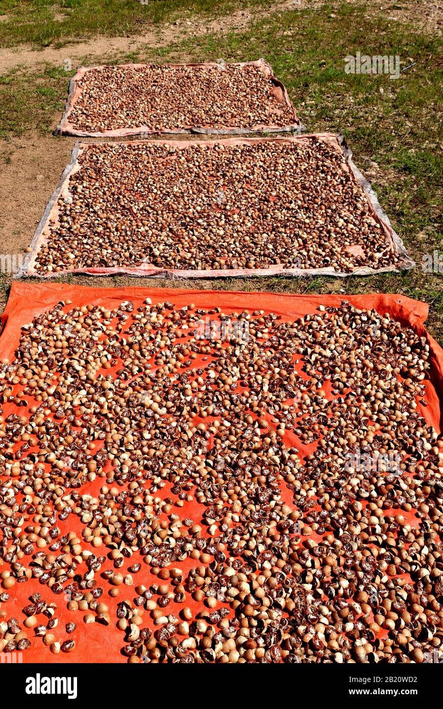 Betel nuts drying in Myanmar Stock Photo - Alamy