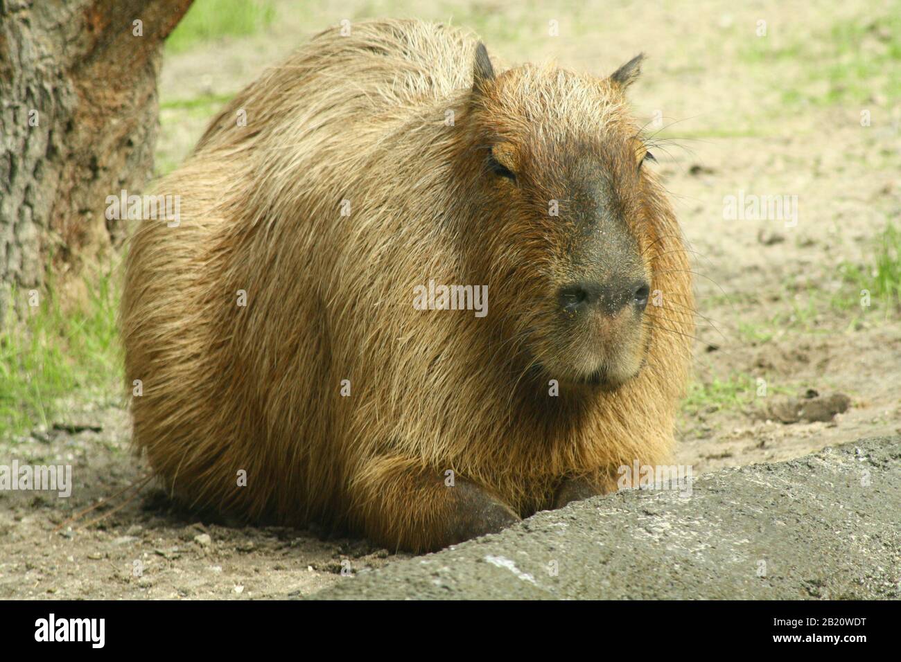 Capybara rainforest hi-res stock photography and images - Alamy