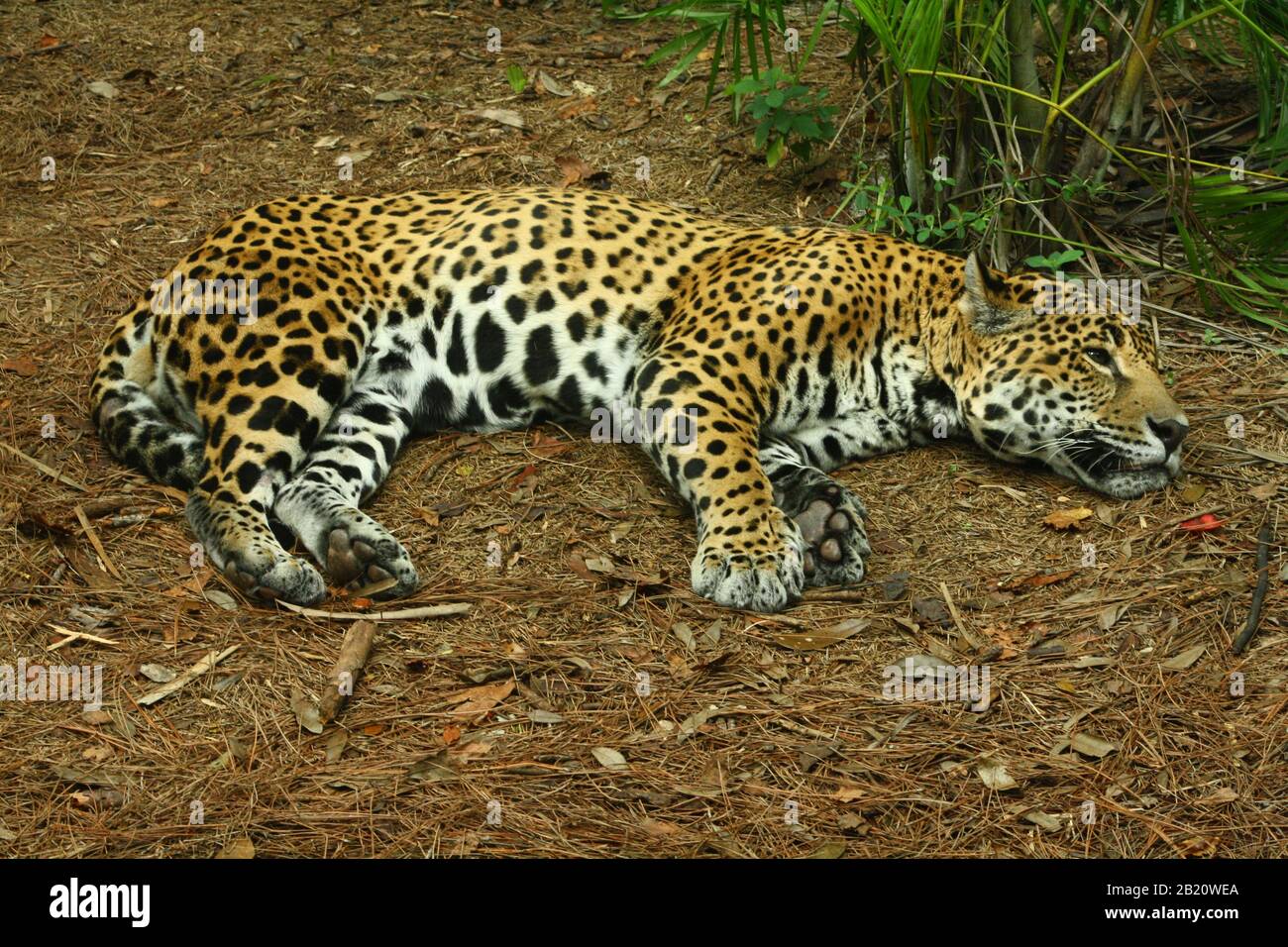 jaguar laying in bark Stock Photo - Alamy