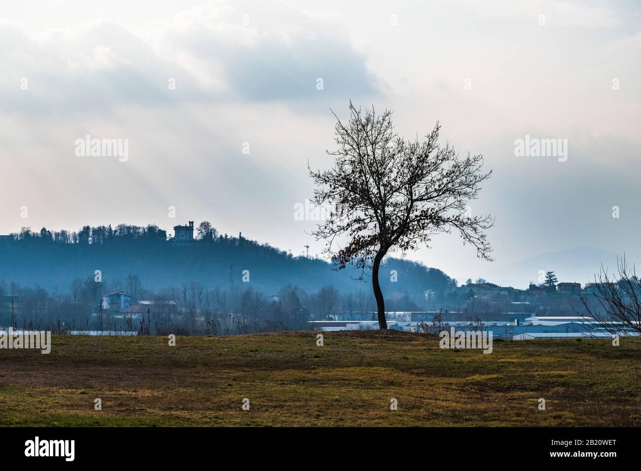 Trees lined up in the woods Stock Photo - Alamy