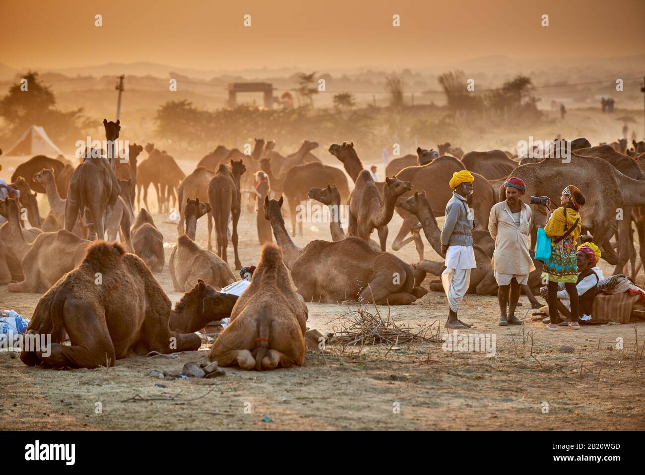 nomadic tribe men with traditional turbans, camel and livestock fair, Puskar Mela, Pushkar ...