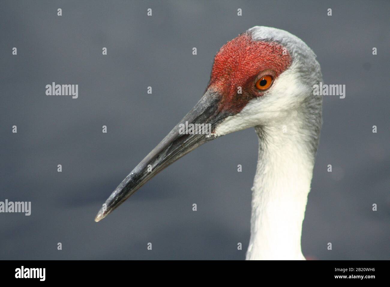 sandhill crane head Stock Photo - Alamy