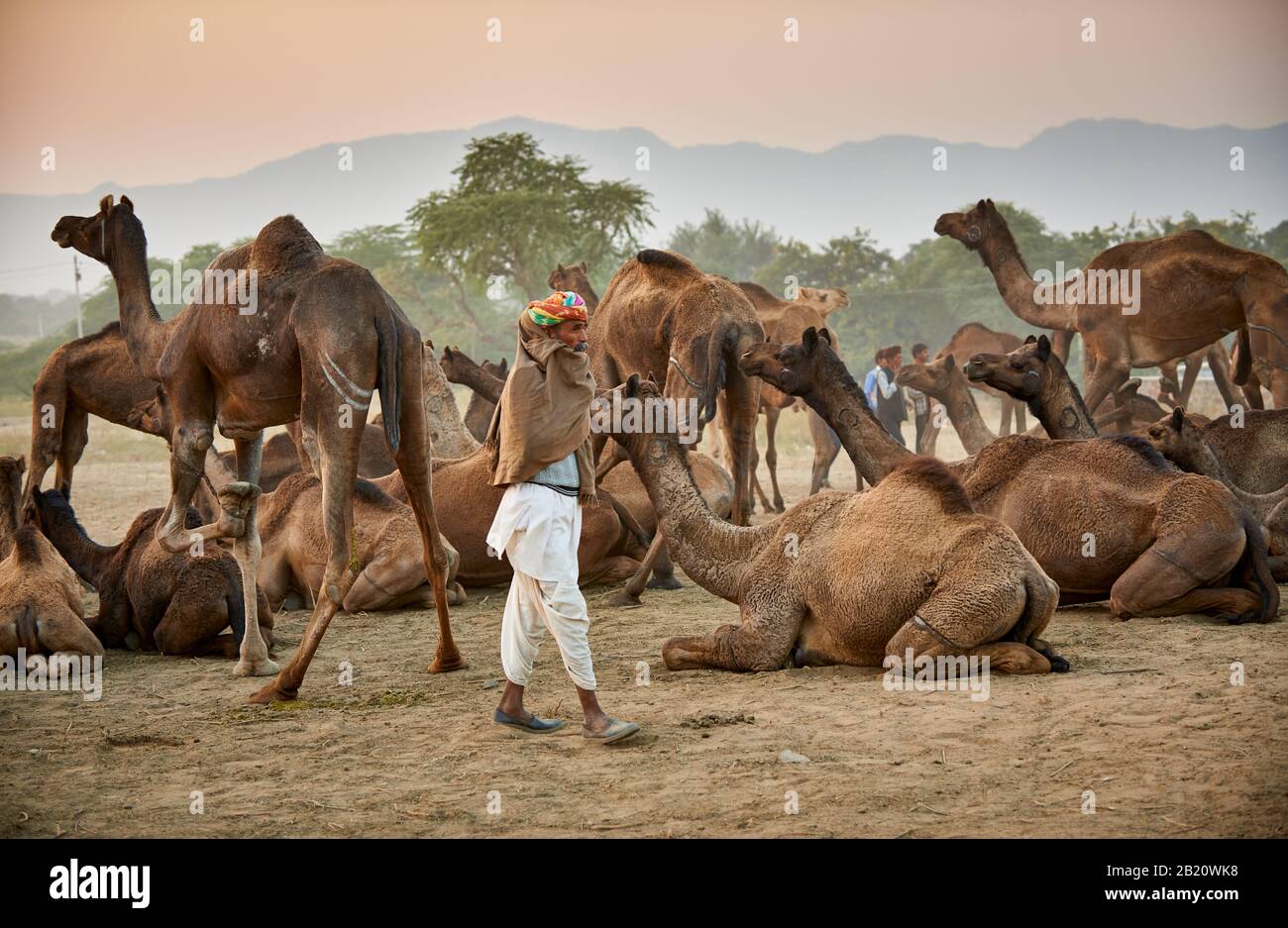 nomadic tribe men with traditional turbans, camel and livestock fair, Puskar Mela, Pushkar ...