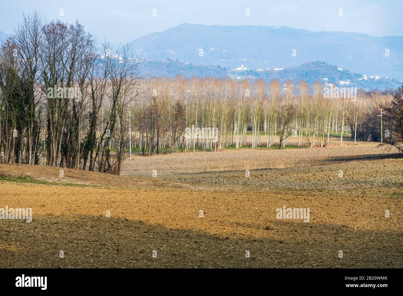 Trees lined up in the woods Stock Photo - Alamy