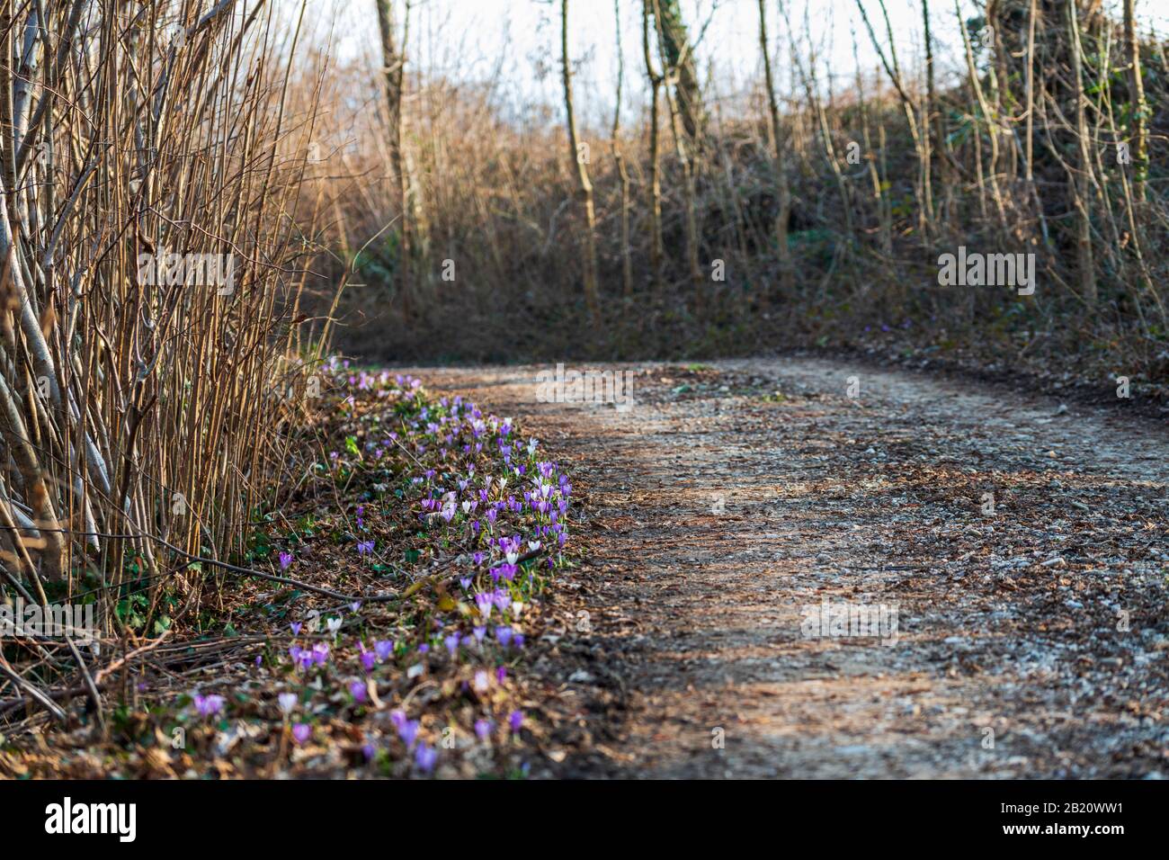 Trees lined up in the woods Stock Photo - Alamy
