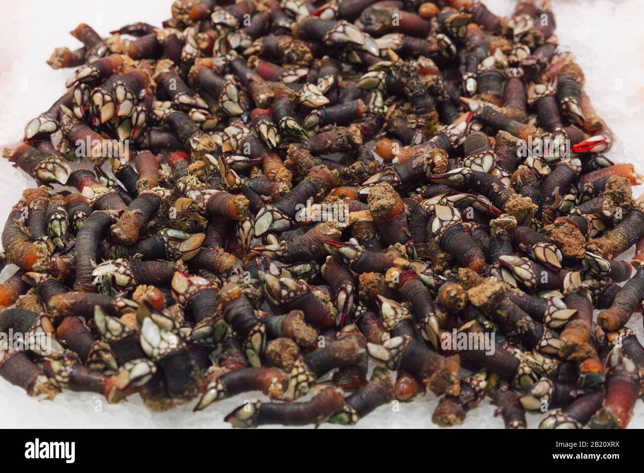 Stock photo of a close-up of a pile of barnacles on an ice base at a ...