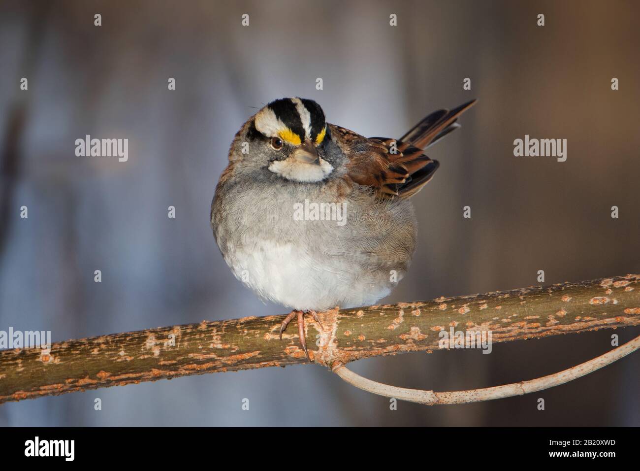 Close up of White throated Sparrow perching on one leg Stock Photo - Alamy