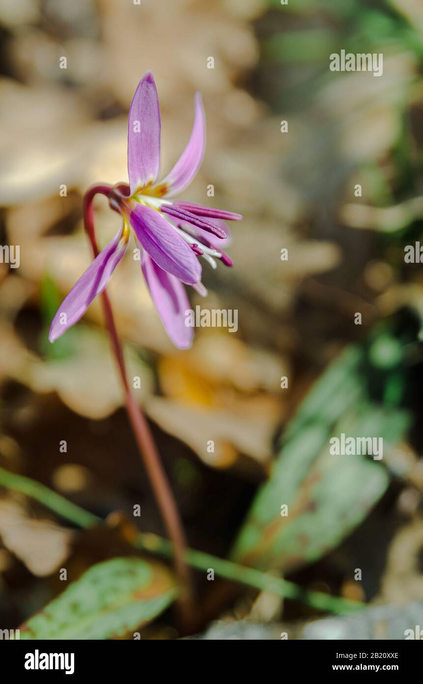 Why Is My Dogs Tooth Pink