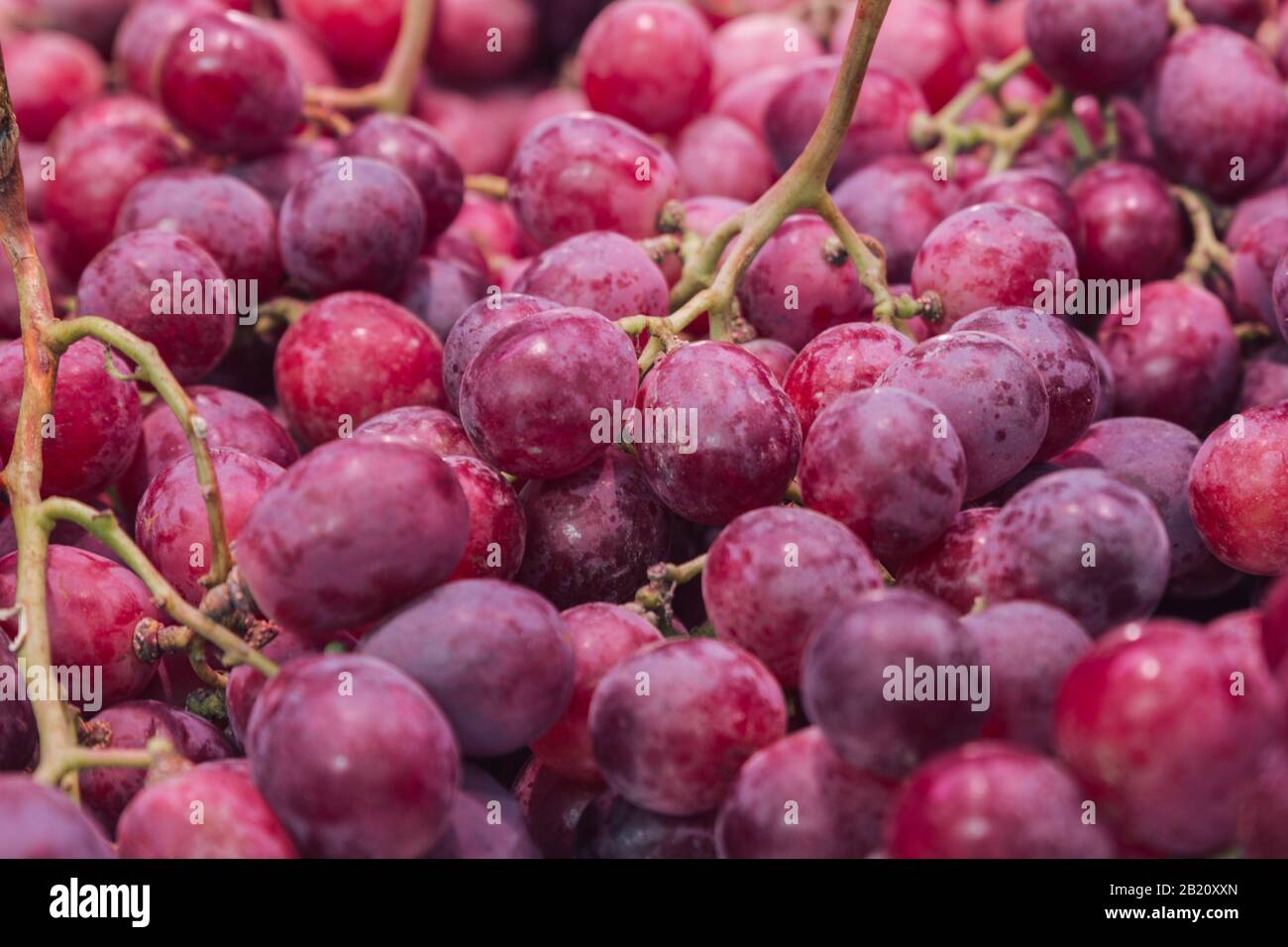 Stock photo of a close-up of a large bunch of fresh purple grapes at a ...