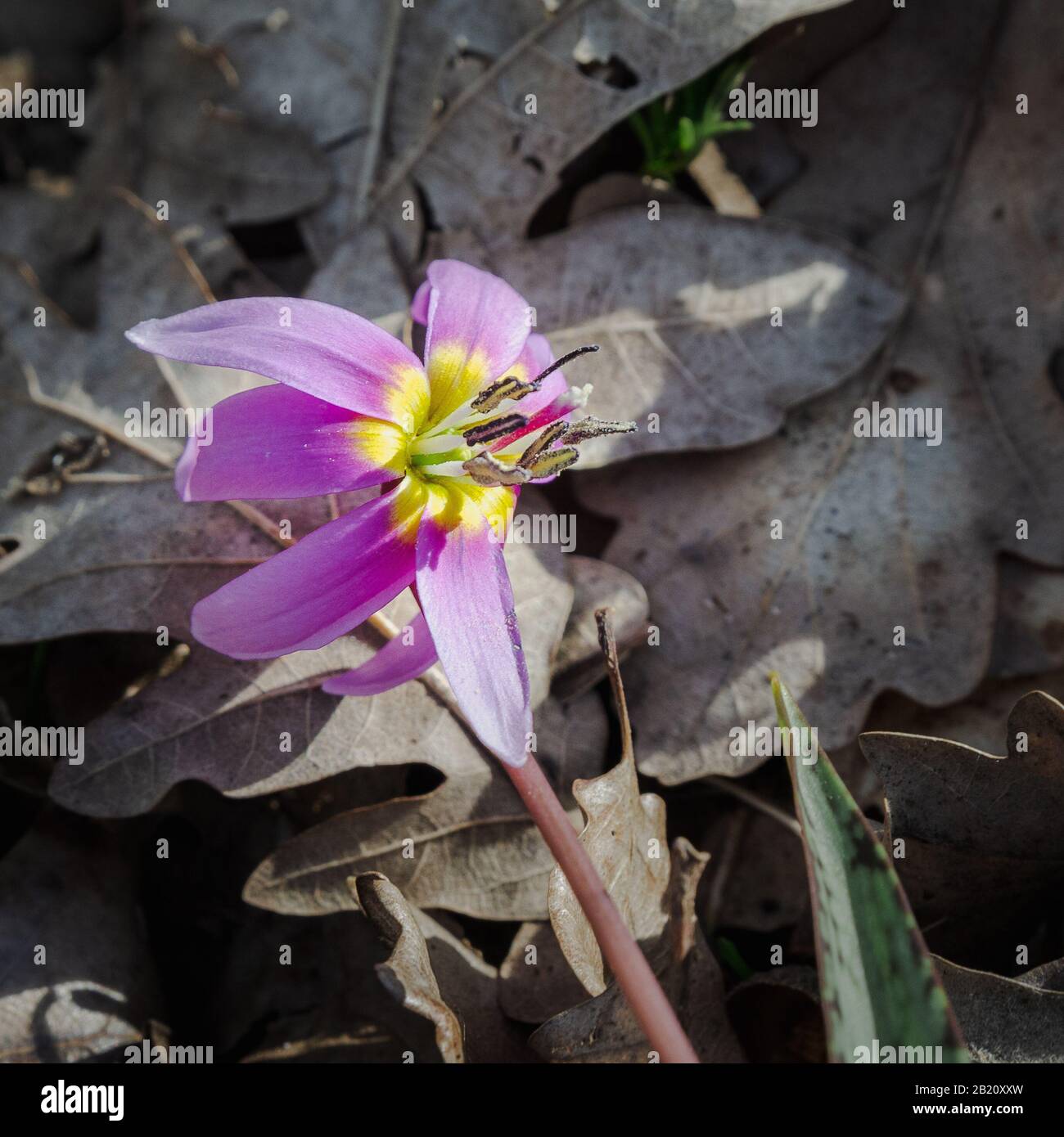 purple flower, Erythronium dens-canis, the dog's-tooth-violet or ...