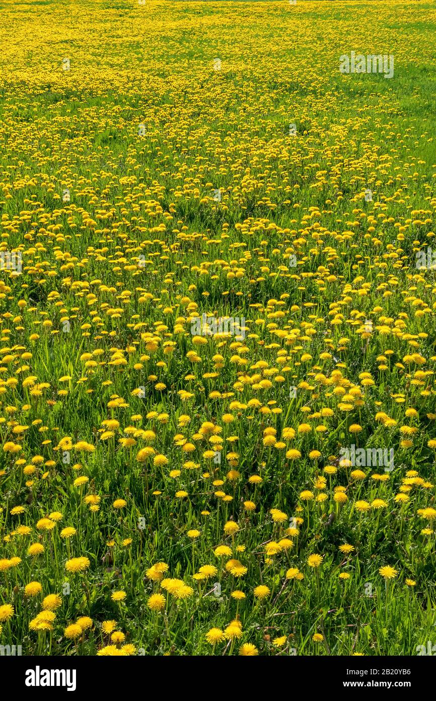 Yellow dandelion blooming in hi-res stock photography and images - Alamy