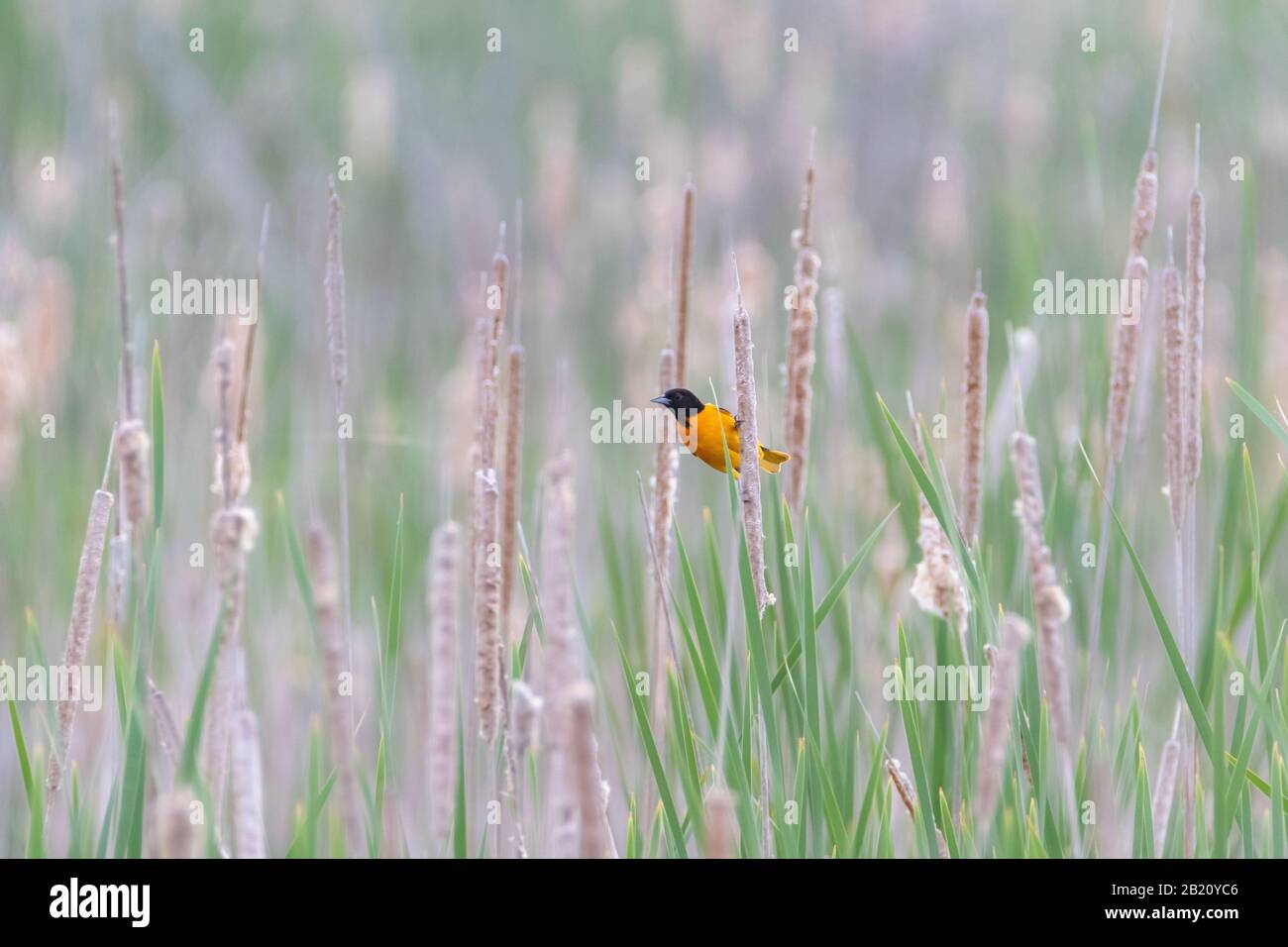 Bright orange Oriole bird in green and light brown cattails field Stock ...
