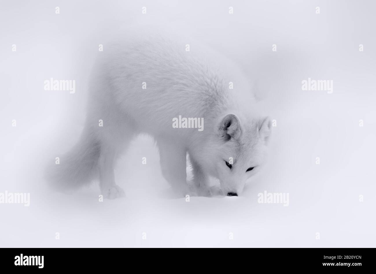 Arctic fox following scent in snow Stock Photo - Alamy