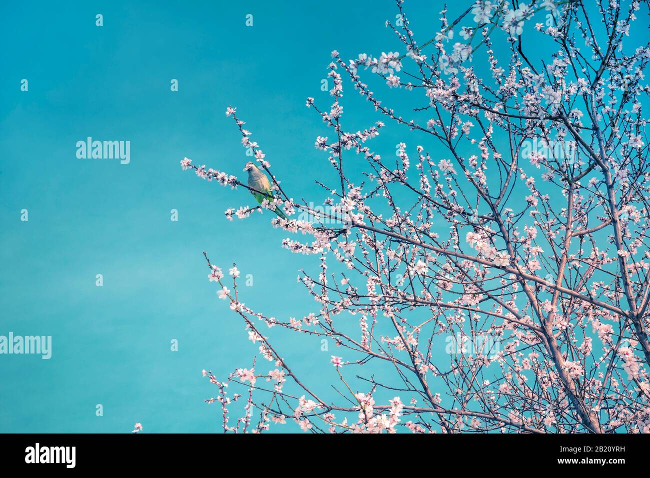 Japanese almond tree hi-res stock photography and images - Alamy