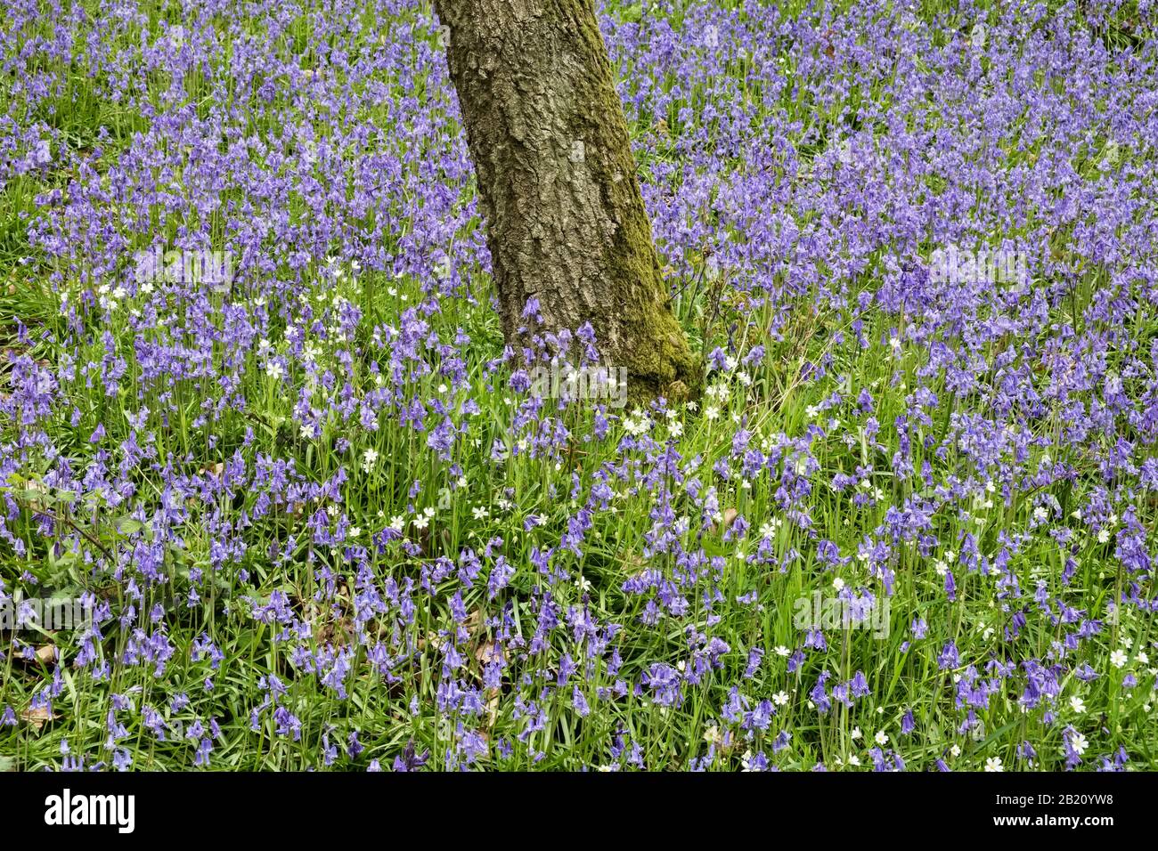 Native english oak hi-res stock photography and images - Alamy