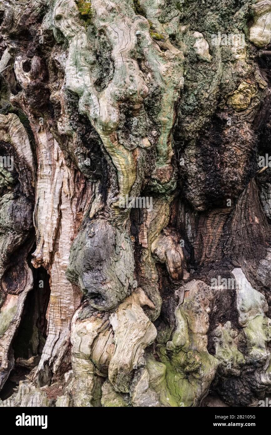 Sweet Chestnut Tree Bark High Resolution Stock Photography and Images ...
