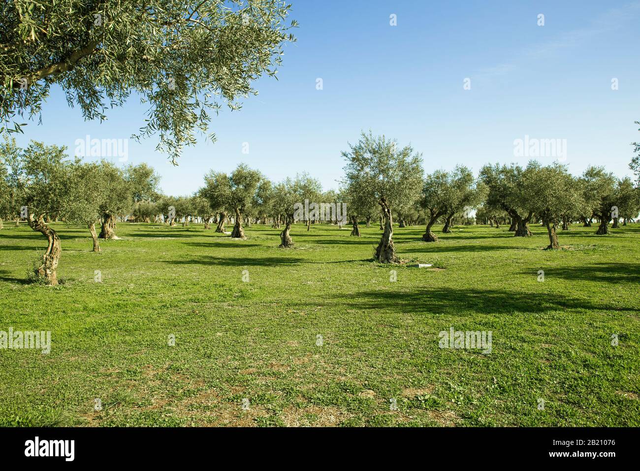 view of olive farm with the ground covered with grass and a sunny blue ...