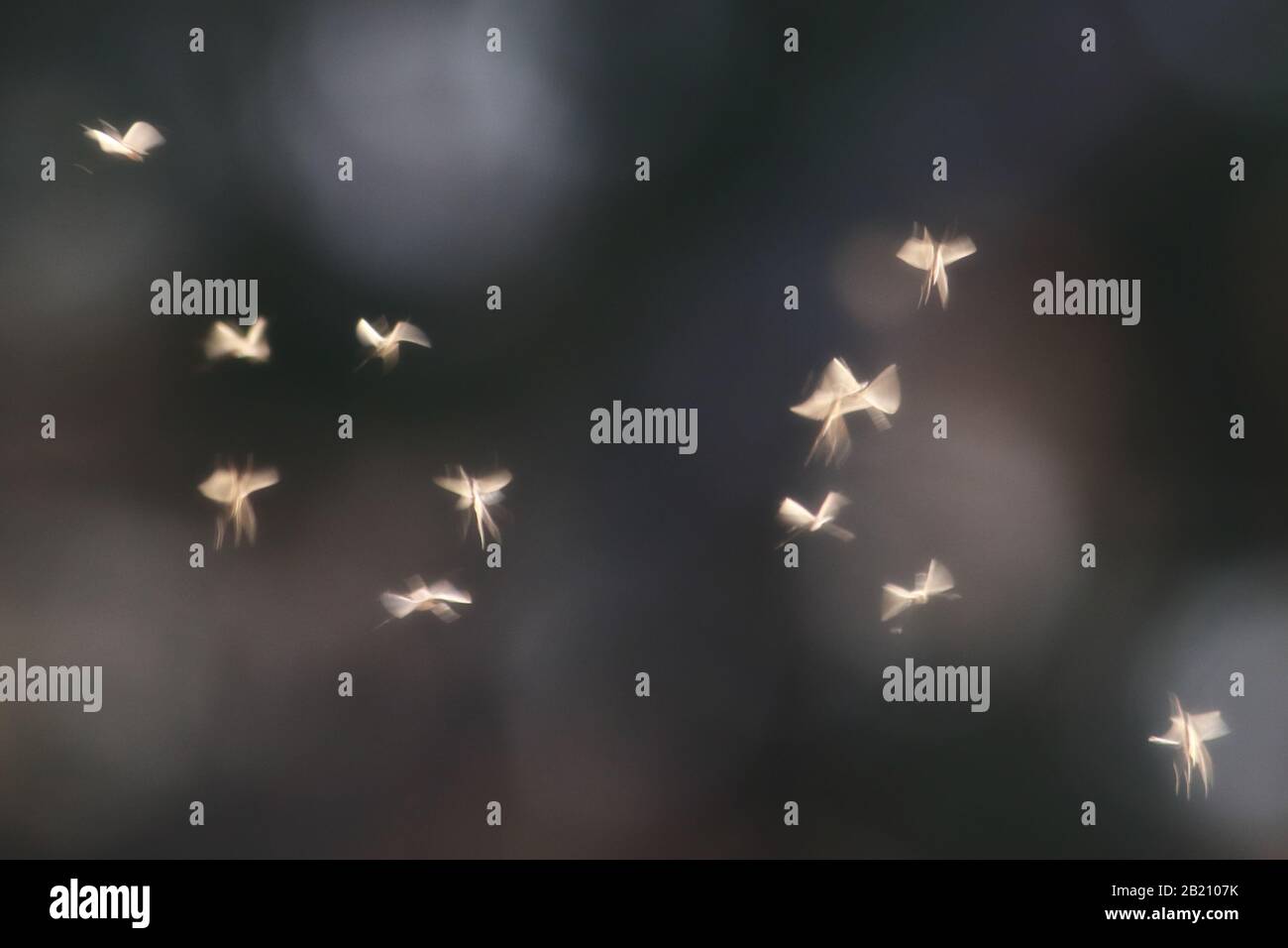 Angels insects hi-res stock photography and images - Alamy