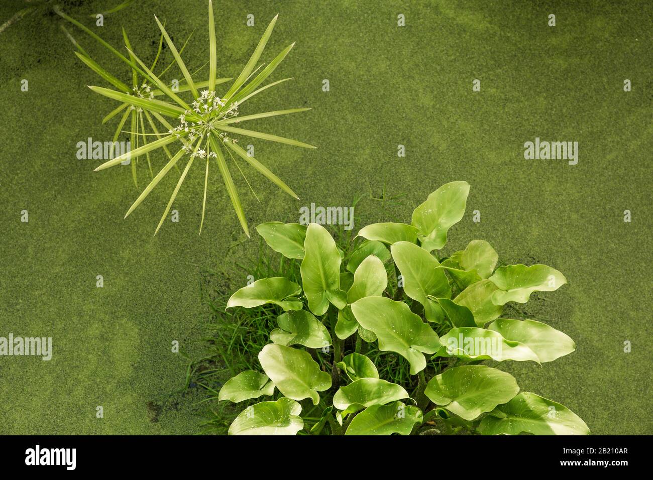 background with green floater plant emerging from a pond Stock Photo ...