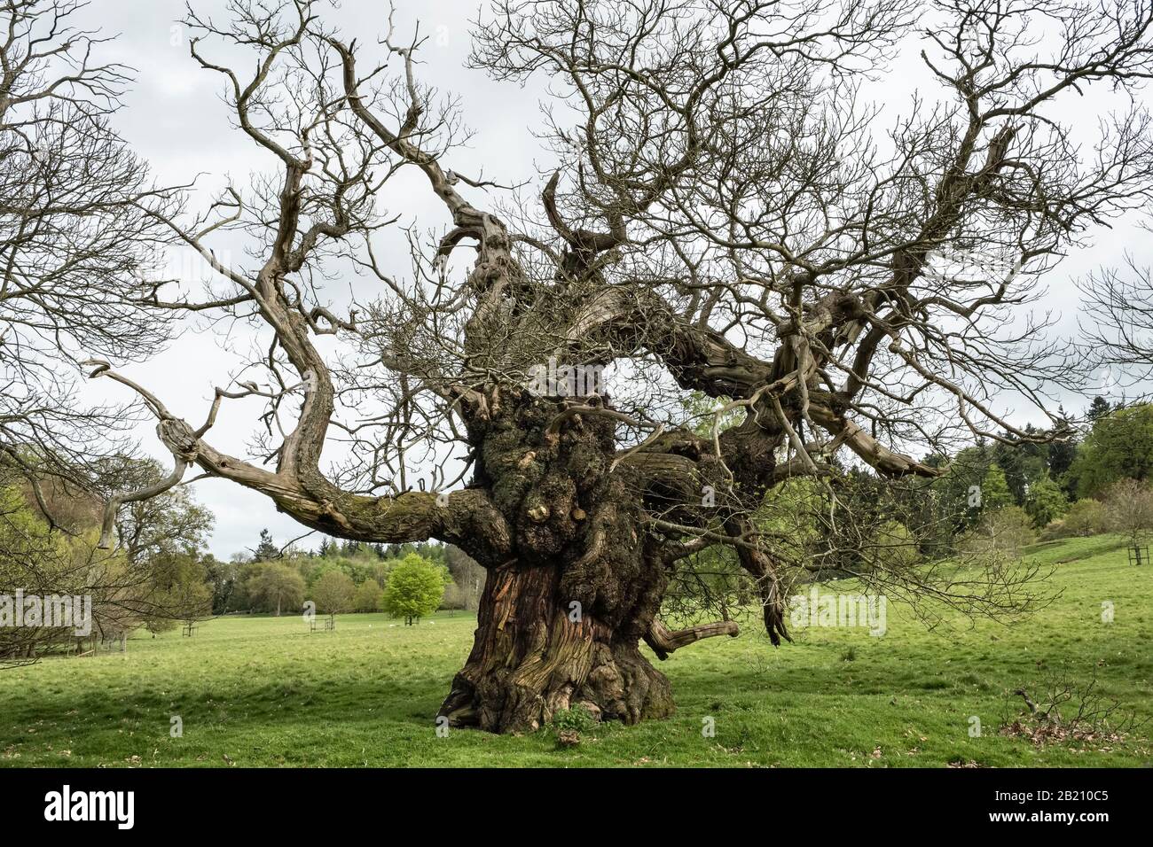 An ancient 17c sweet chestnut tree (Castanea sativa) in the late ...